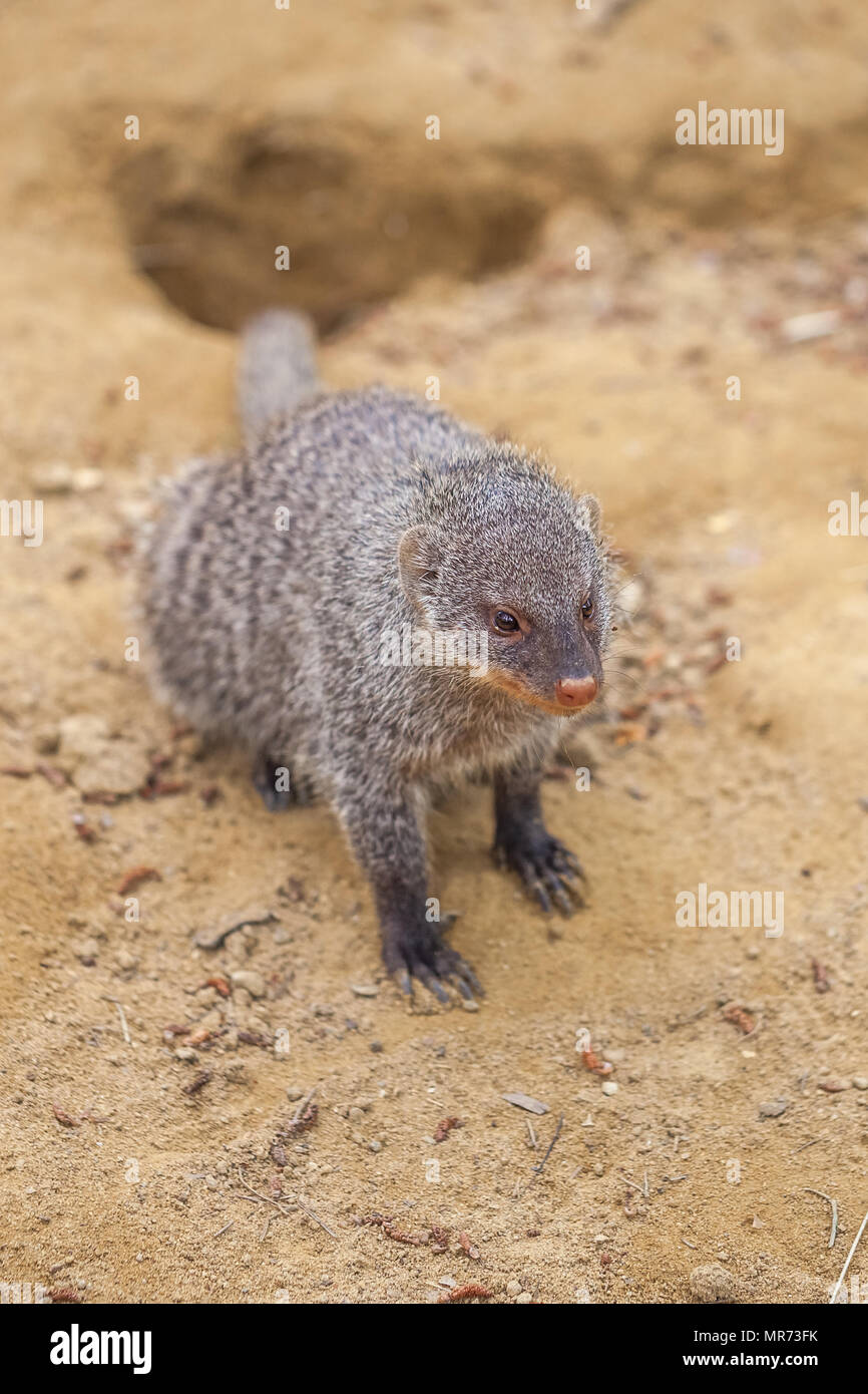 banded mongoose at the Tbilisi zoo, animal Stock Photo - Alamy