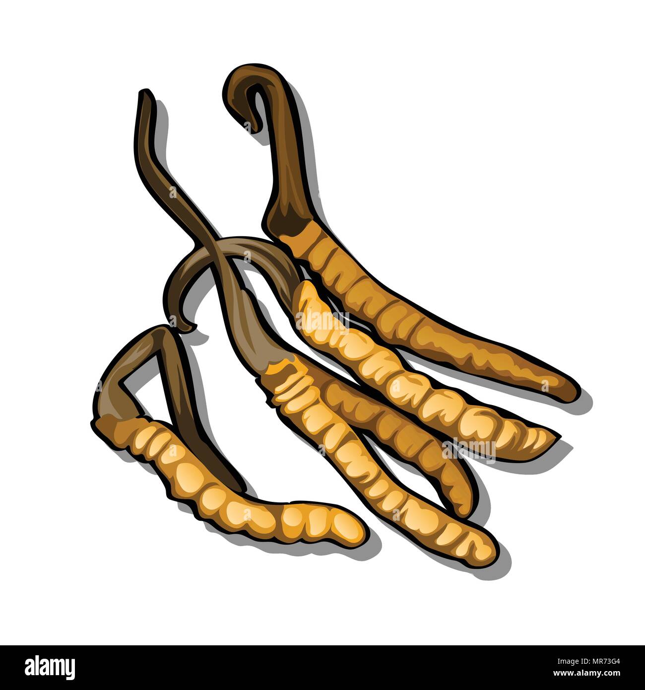 Vanilla pod on tree hi-res stock photography and images - Alamy