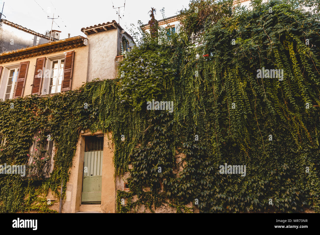 ancient building facade covered with vine, Cannes, France Stock Photo - Alamy