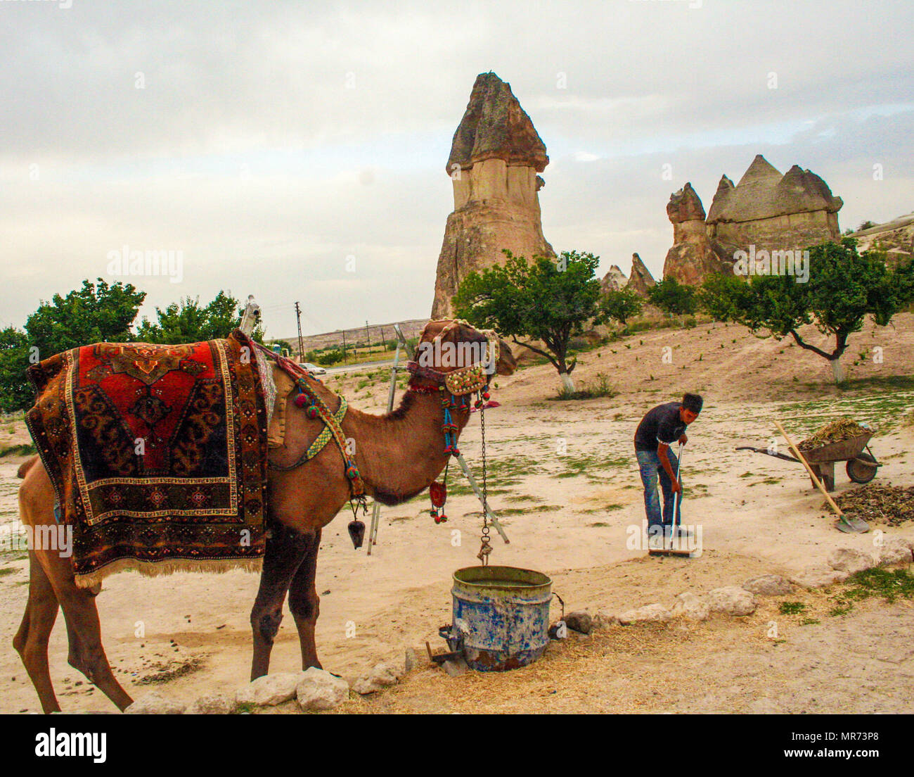 Turkey turkish camel camels head hi-res stock photography and images ...