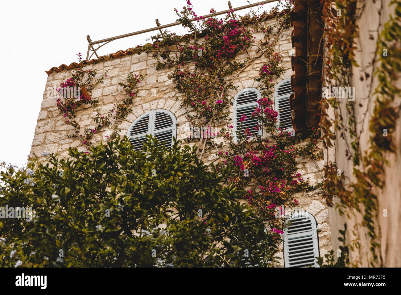 Vine covered small building hi-res stock photography and images - Alamy