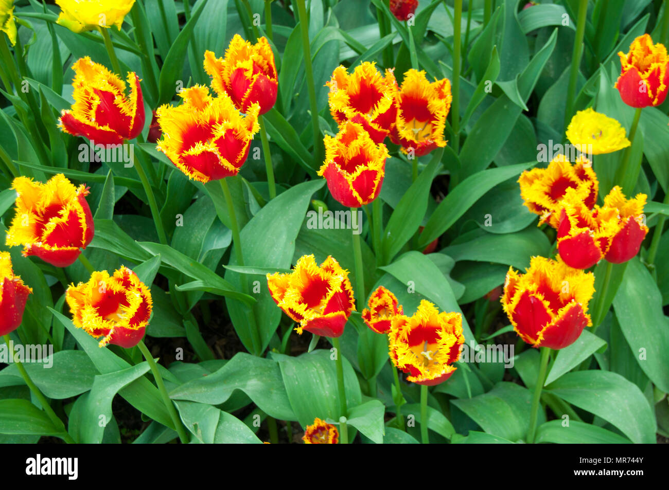 Display tulips at Roozegaarde gardens in Mount Vernon,Washington in the ...