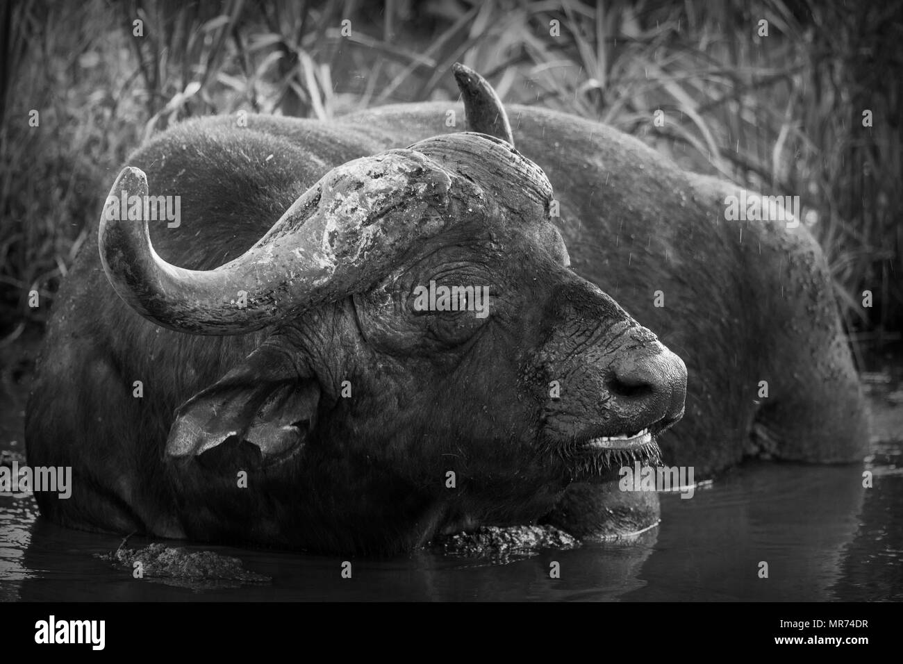 Buffalo wallow hi-res stock photography and images - Alamy