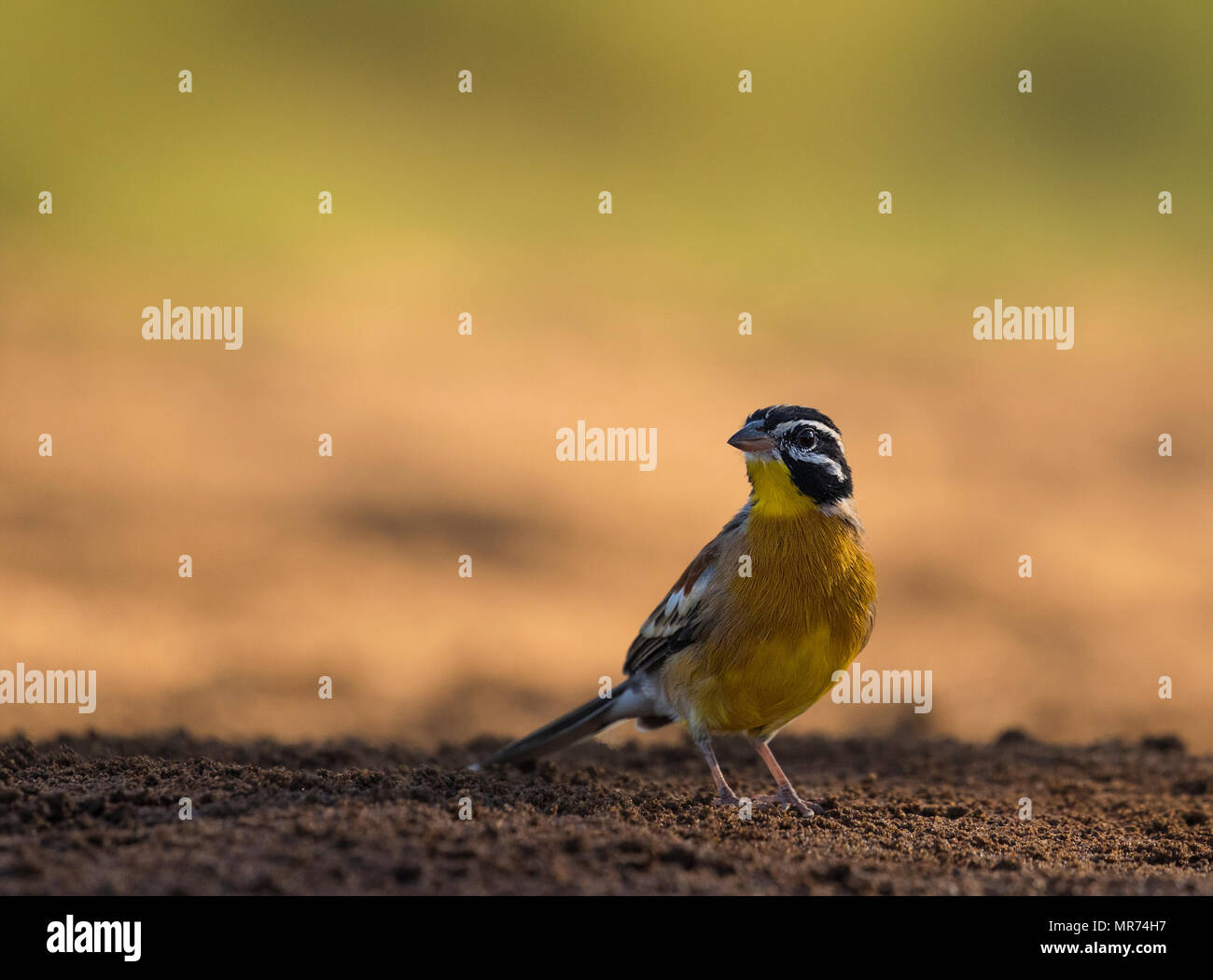 Golden breasted bunting hi-res stock photography and images - Alamy