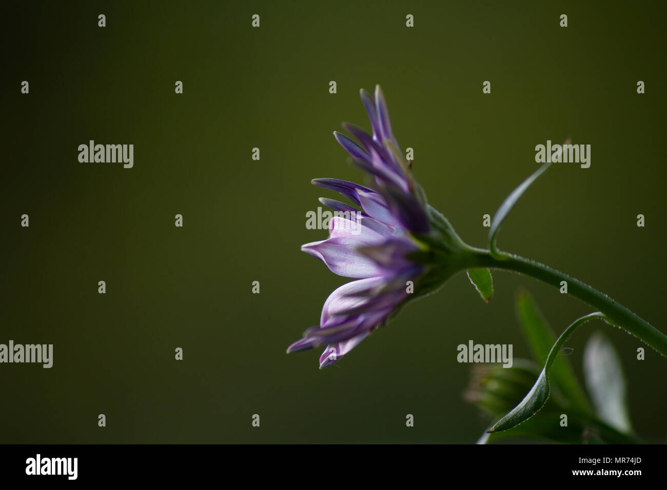 Cape marguerite (Dimorphotheca ecklonis/Osteospernum ecklonis) flower ...
