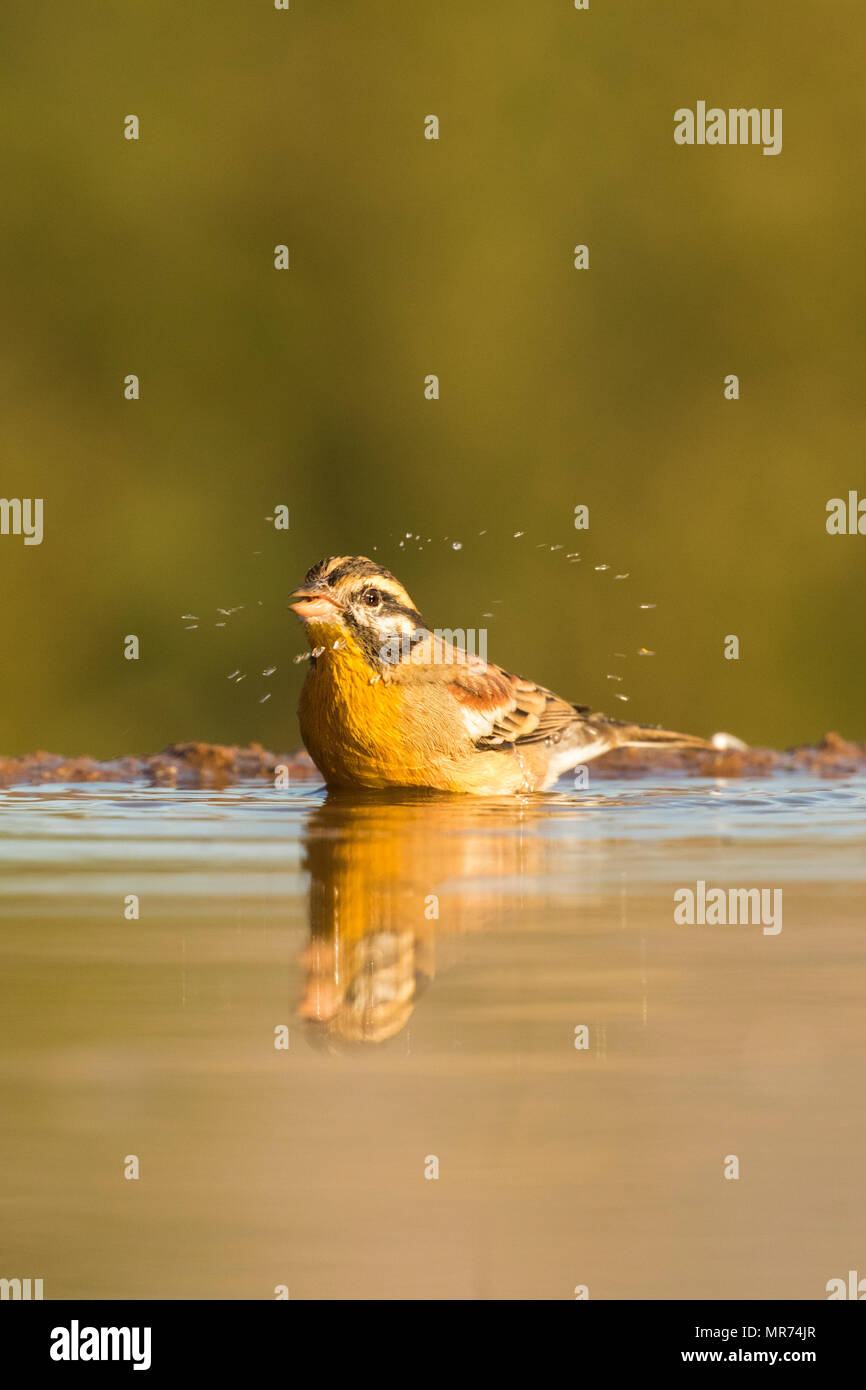 Golden breasted bunting hi-res stock photography and images - Alamy