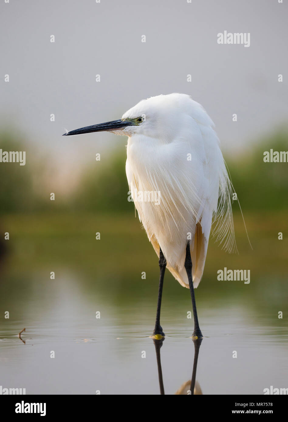 Little Egret in breeding plumage with neck retracted stood in a lagoon ...