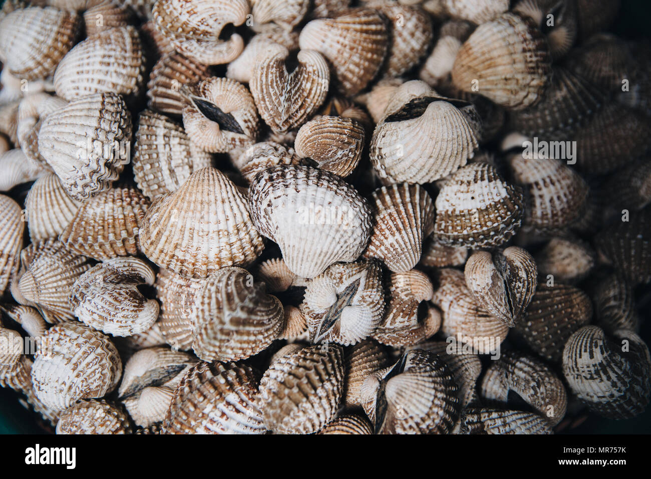 Sea cockles clams hi-res stock photography and images - Alamy