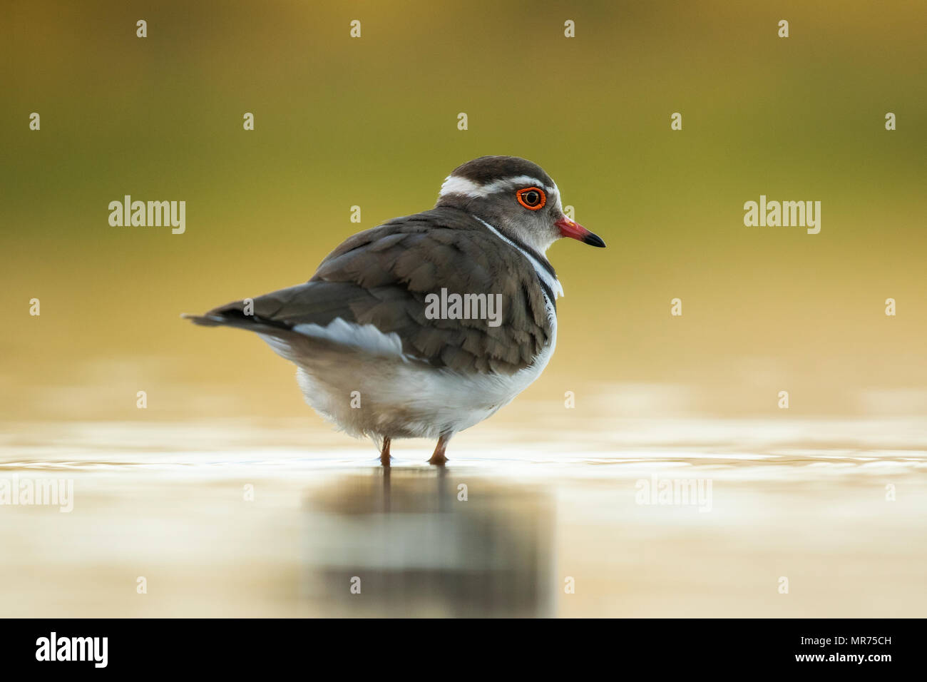 Three -banded Plover standing in water Stock Photo - Alamy