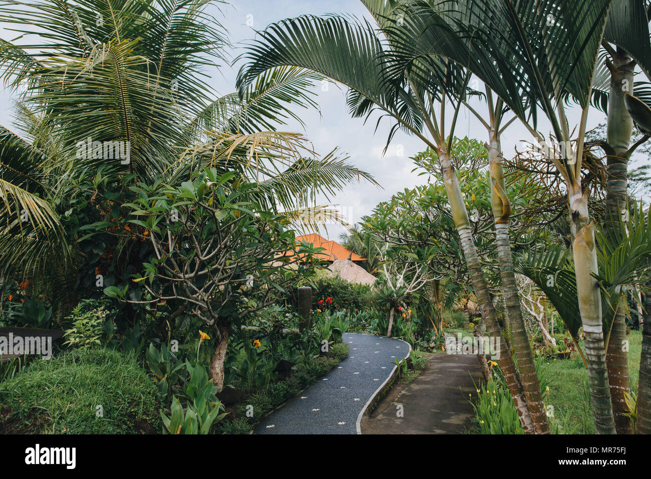 beautiful green vegetation and cozy pathway in Bali Stock Photo - Alamy