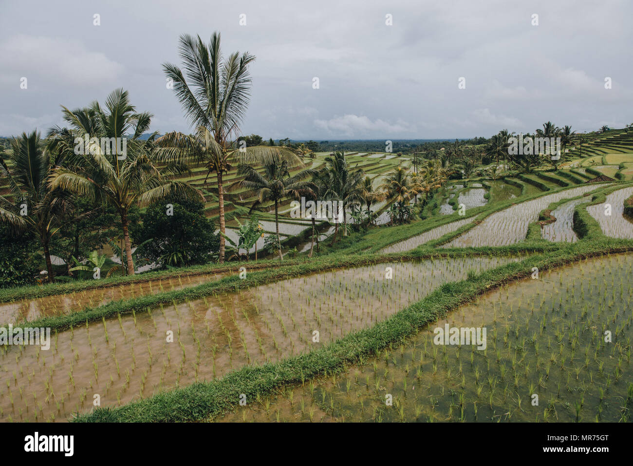 beautiful scenic view of Jatiluwih Rice Terraces in Bali Stock Photo - Alamy