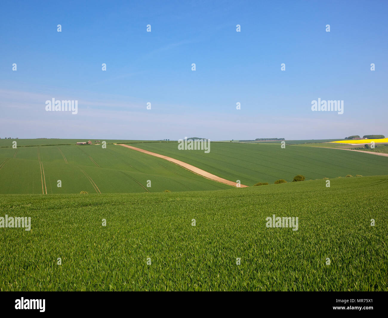 extensive wheat crops and an old farm in the rolling hills of the ...