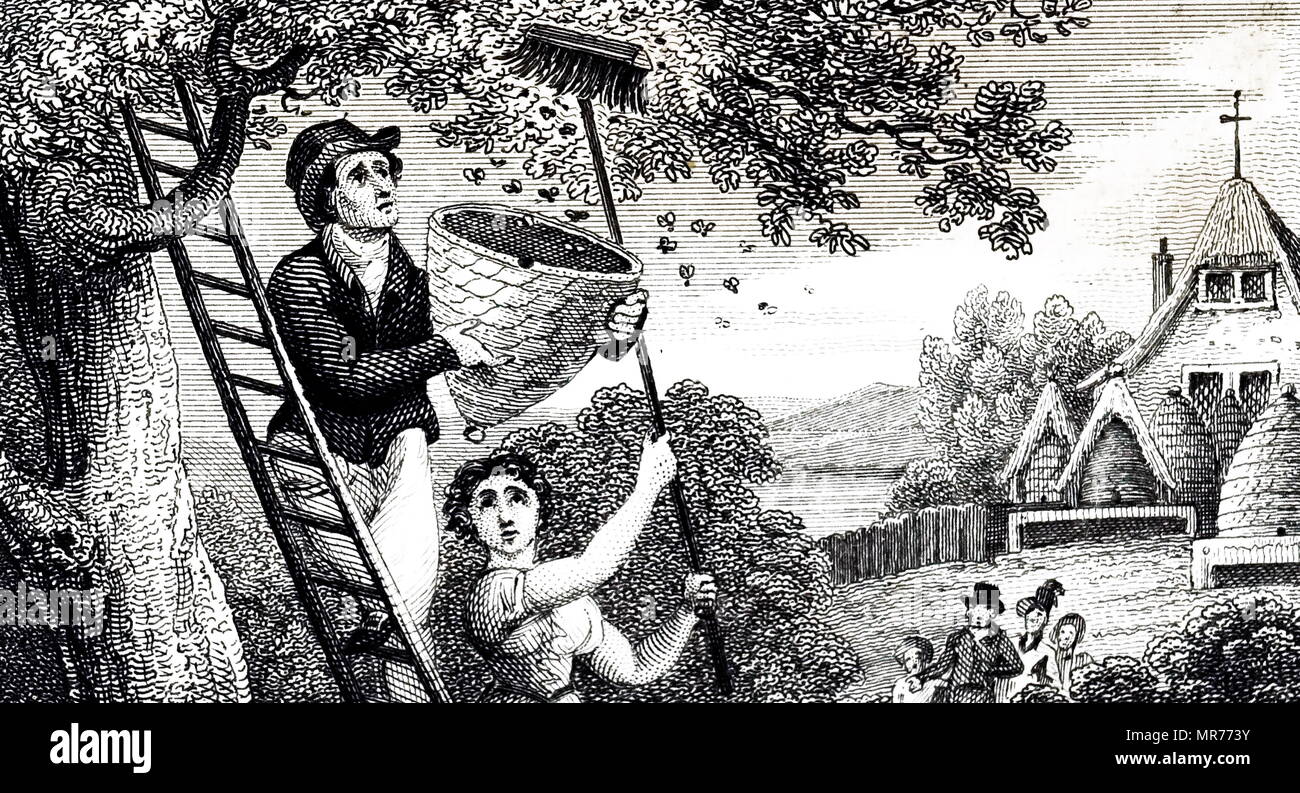 Engraving depicting bee-keepers knocking a swarm of bees that has ...