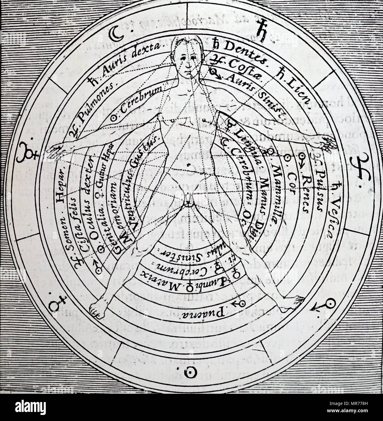 Woodblock engraving depicting the organs of the body and the planetary ...