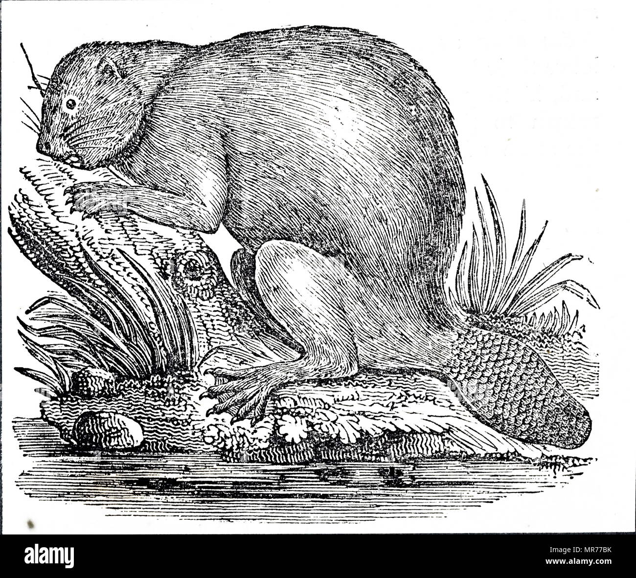 Engraving depicting a North American Beaver. Dated 19th century Stock ...