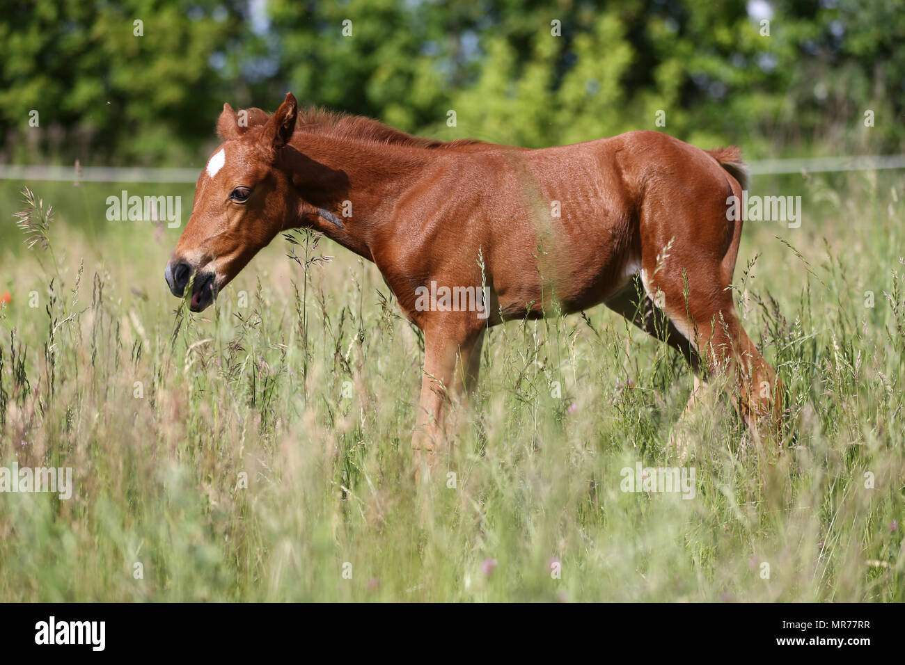Horsie hi-res stock photography and images - Alamy