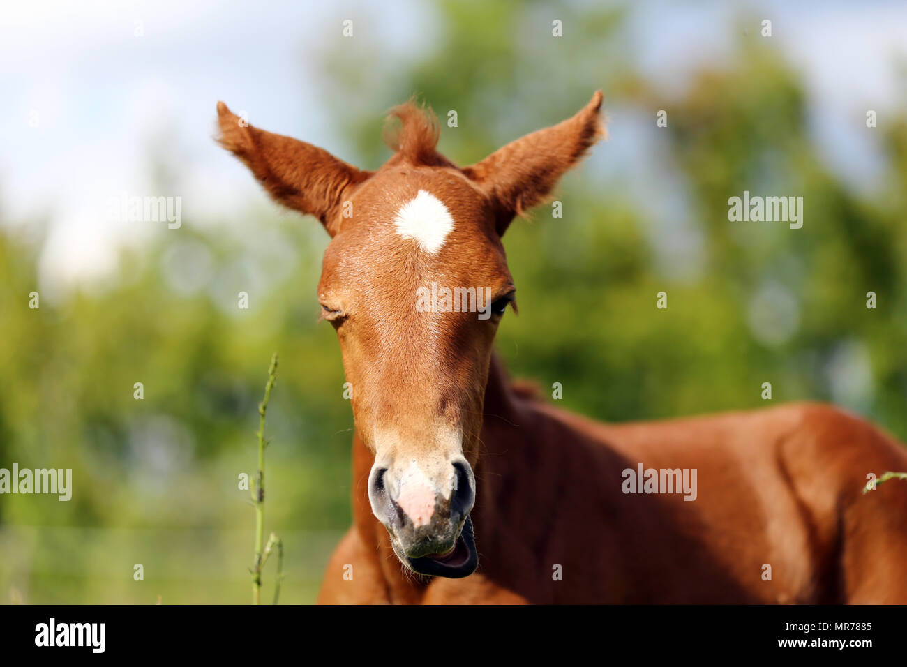 cute horsey close the eyes under sunbathing on summer pasture Stock ...