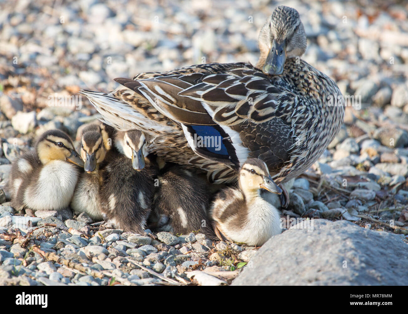 A Mother Duck Tending to her brood of Ducklings Stock Photo - Alamy