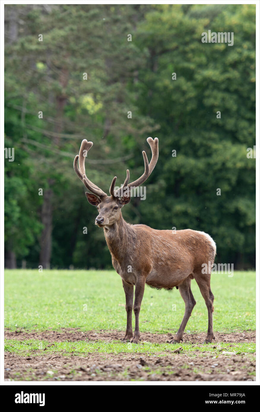 red deer stag with velvet Stock Photo - Alamy