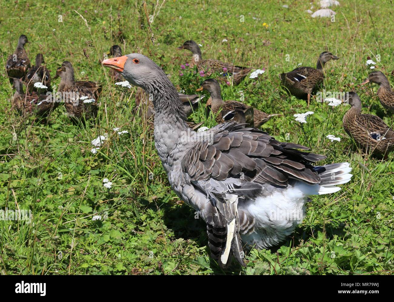Mum duck drives the ducklings in the meadow Stock Photo - Alamy