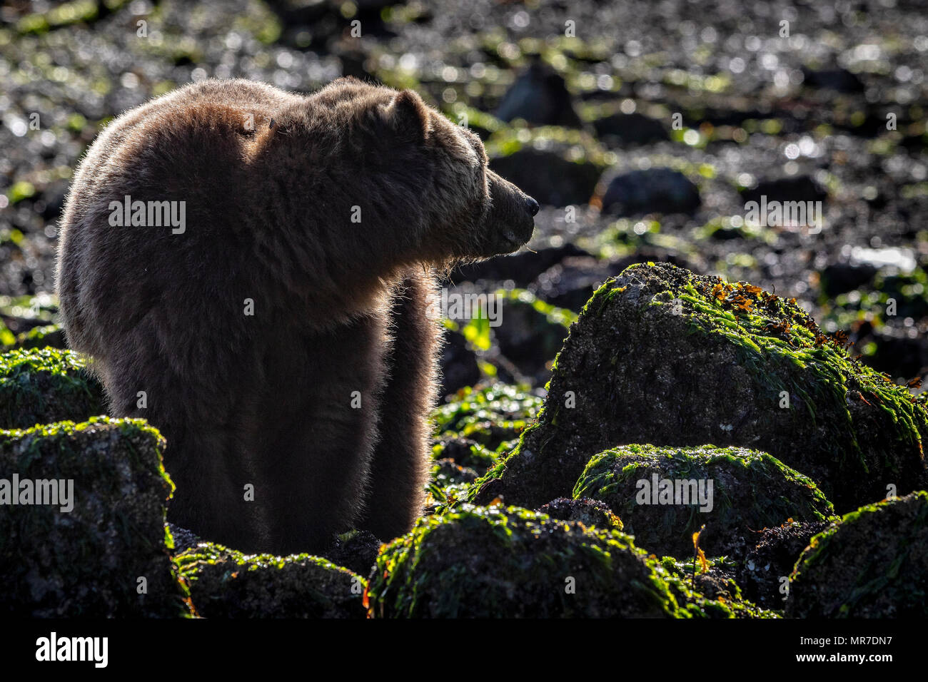 Grizzly bear foraging at low tide along the tideline in Knight Inlet ...