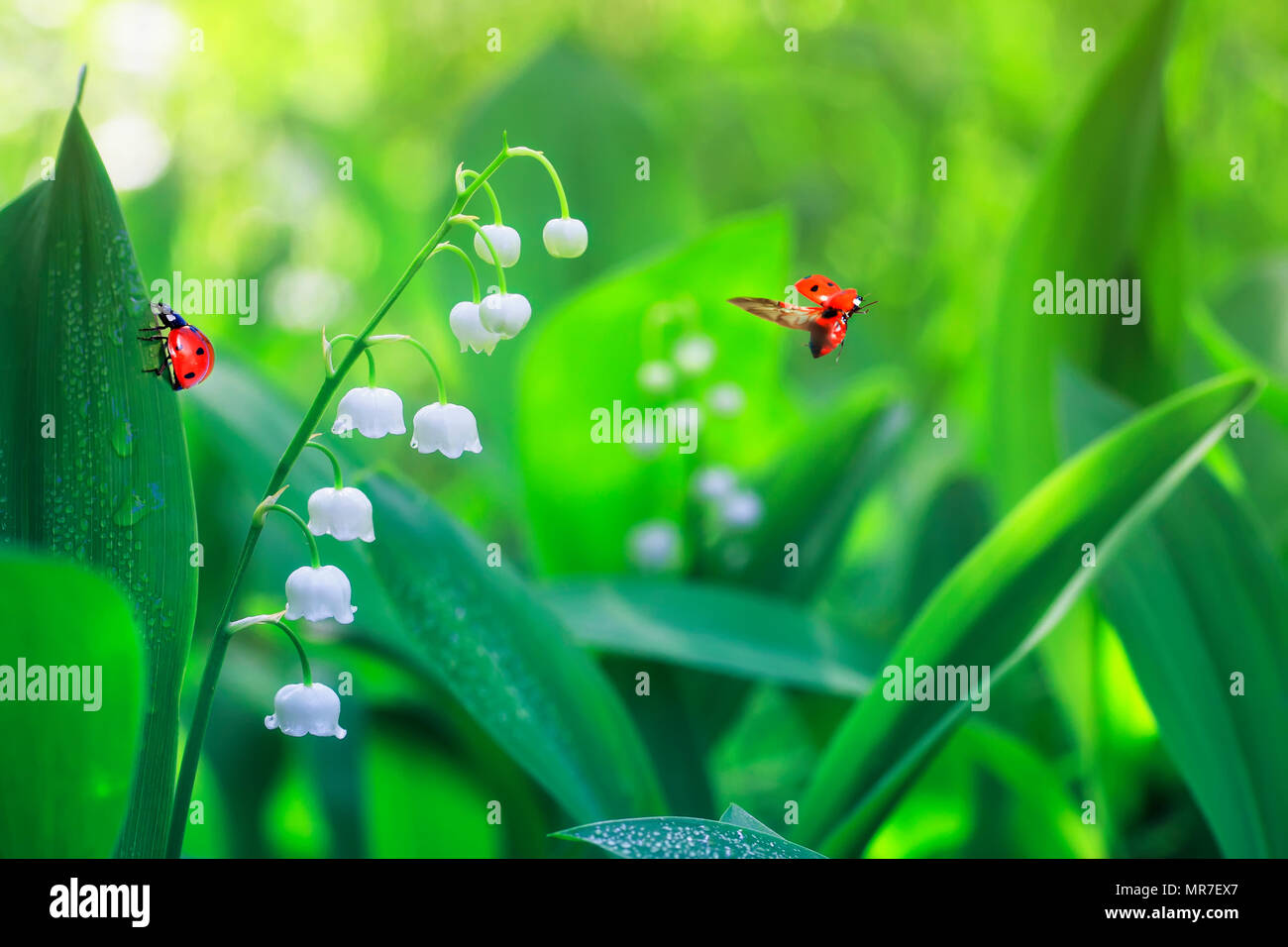 two ladybugs crawling and flying on forest glade with white fragrant ...