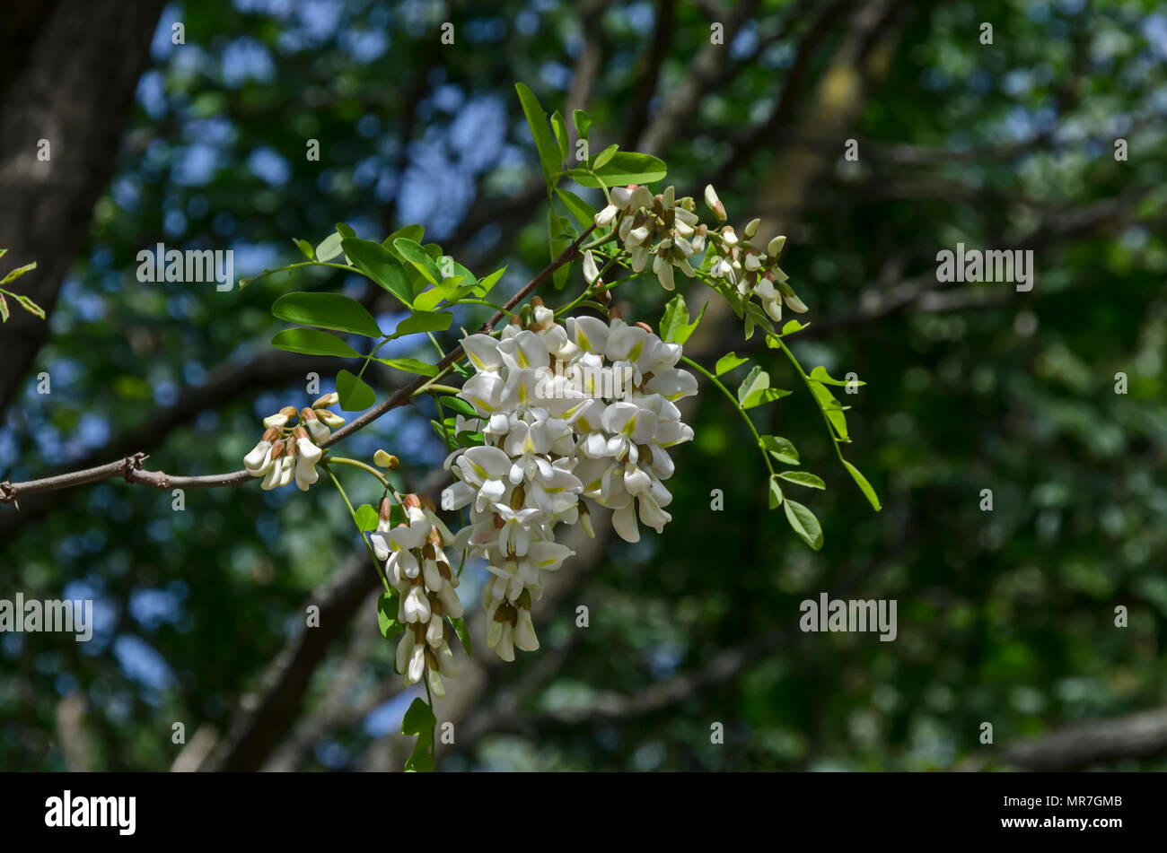 Acacia stem hi-res stock photography and images - Alamy