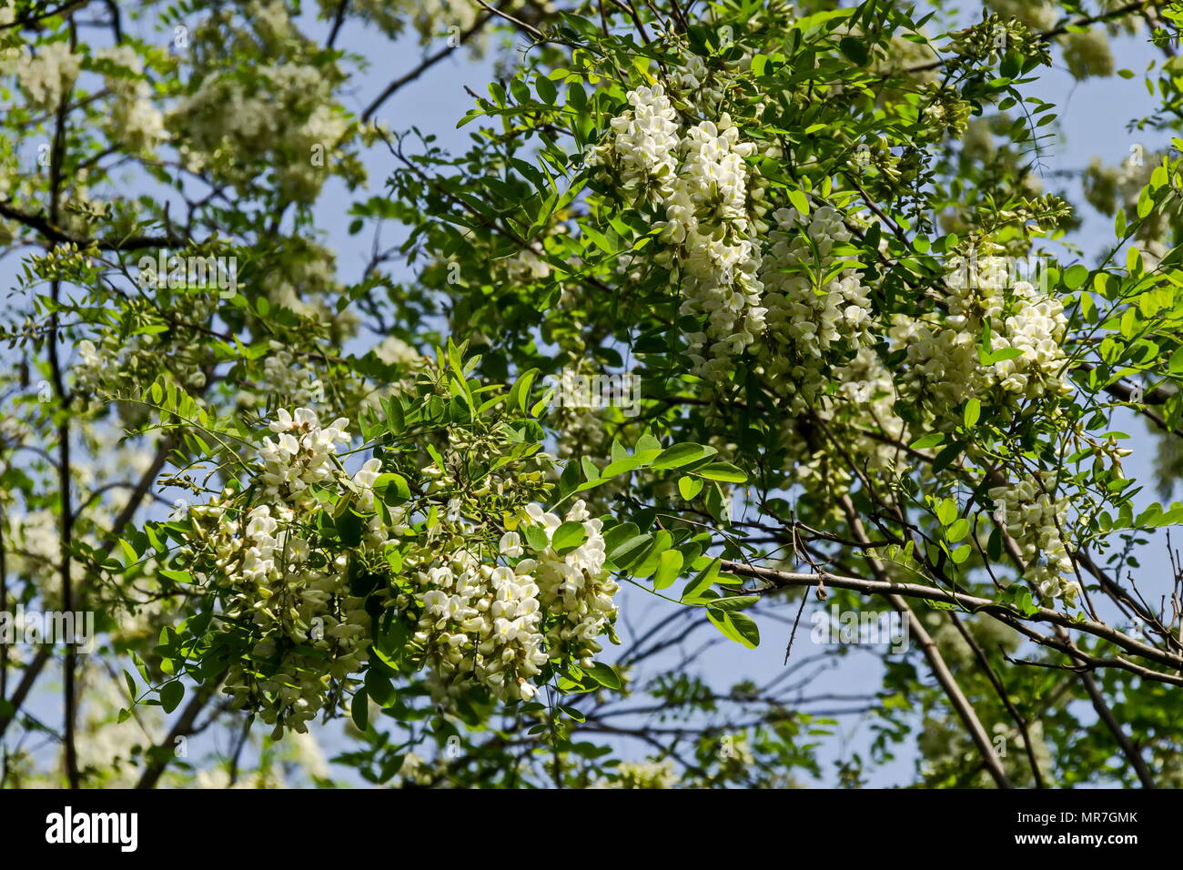 Acacia flower hi-res stock photography and images - Alamy