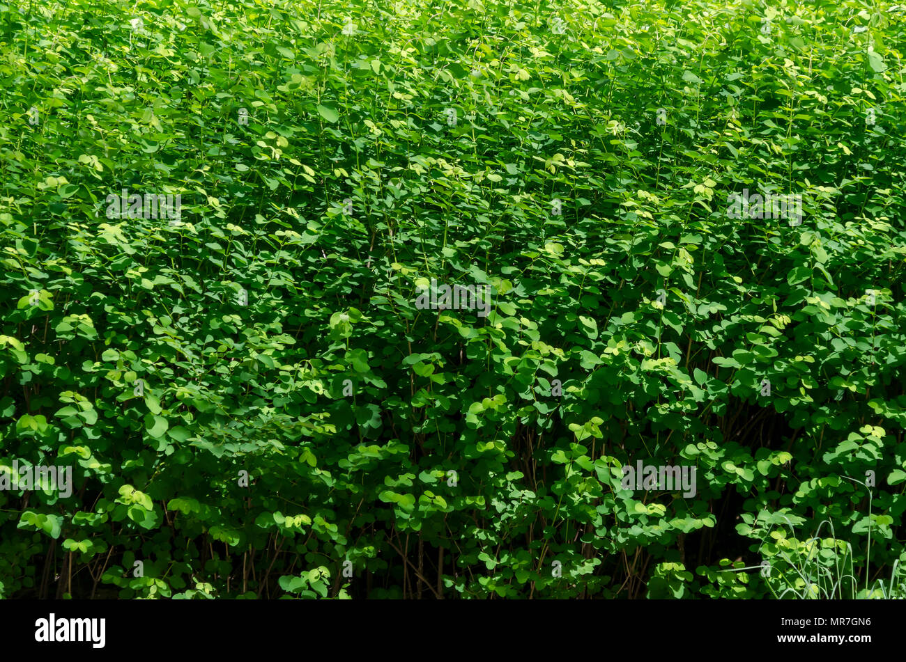 Background of natural green bush field in springtime, South park, Sofia ...