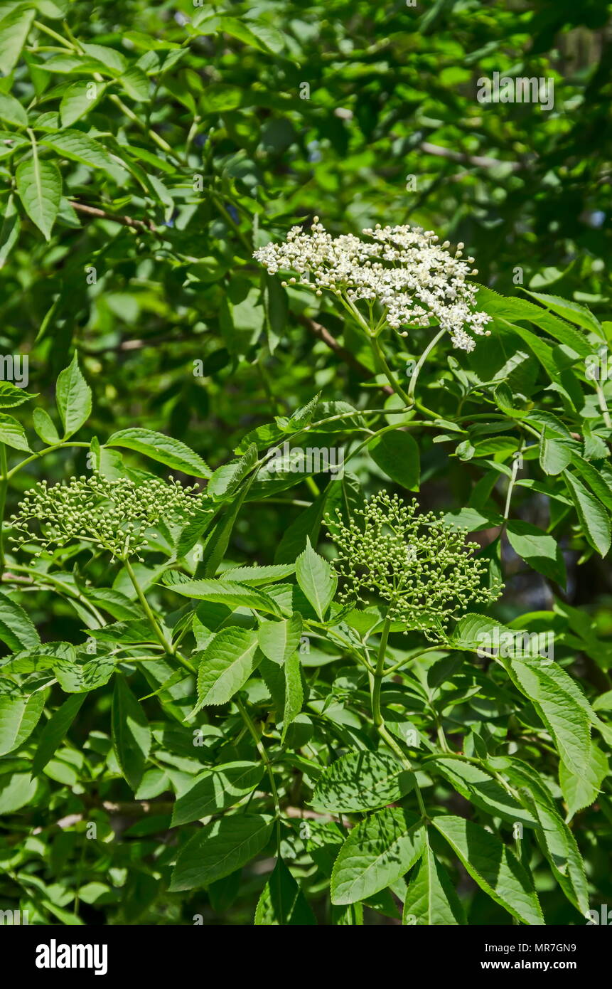 Blossom elder tree sambucus nigra hi-res stock photography and images ...