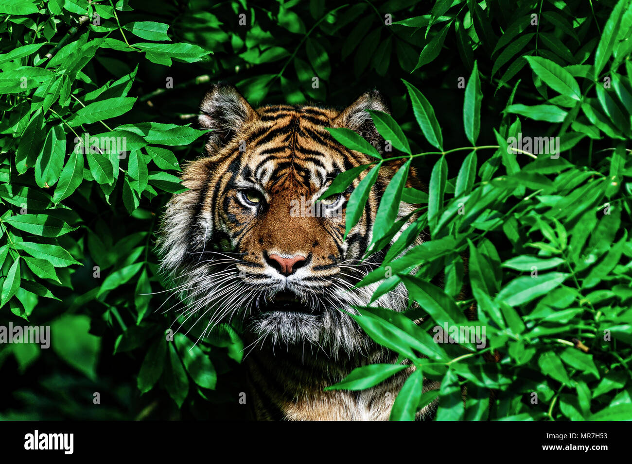 Bengal Tiger In The Jungle