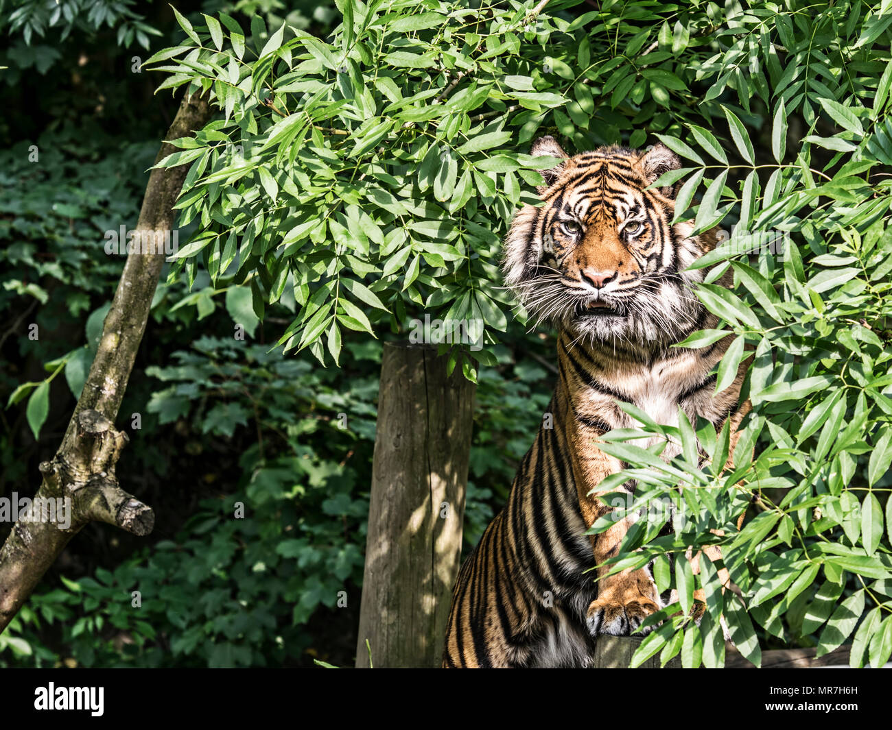 Tiger in the wild hi-res stock photography and images - Alamy