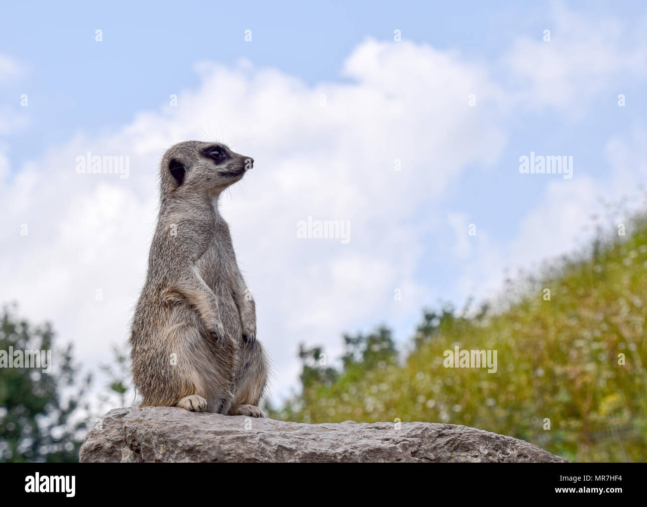 Meerkat in captivity - on guard Stock Photo - Alamy