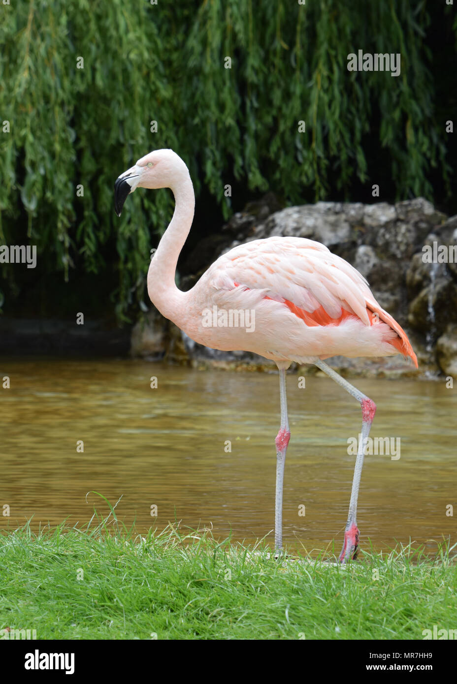 Pink Flamingo in captivity Stock Photo - Alamy