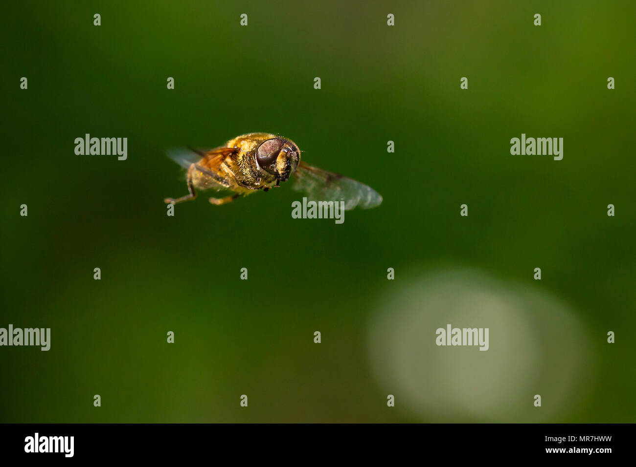 Drone fly insect hi-res stock photography and images - Alamy