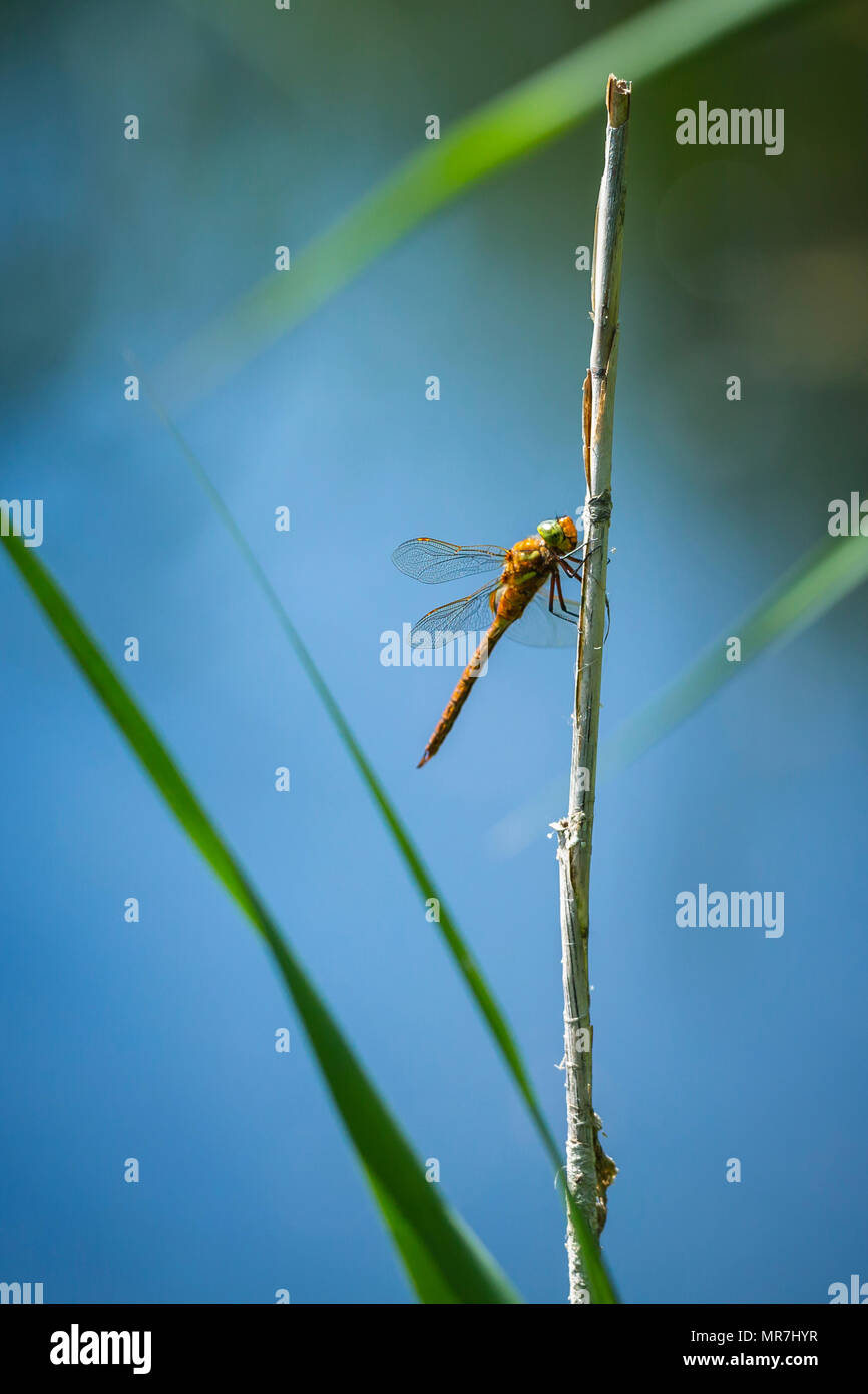 Norfolk hawker dragonfly hi-res stock photography and images - Alamy
