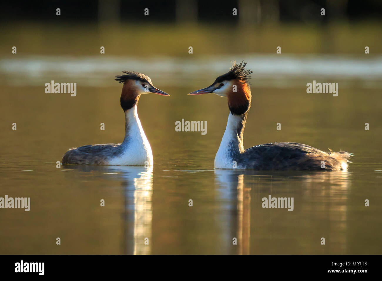 Great crested grebe mating hi-res stock photography and images - Alamy