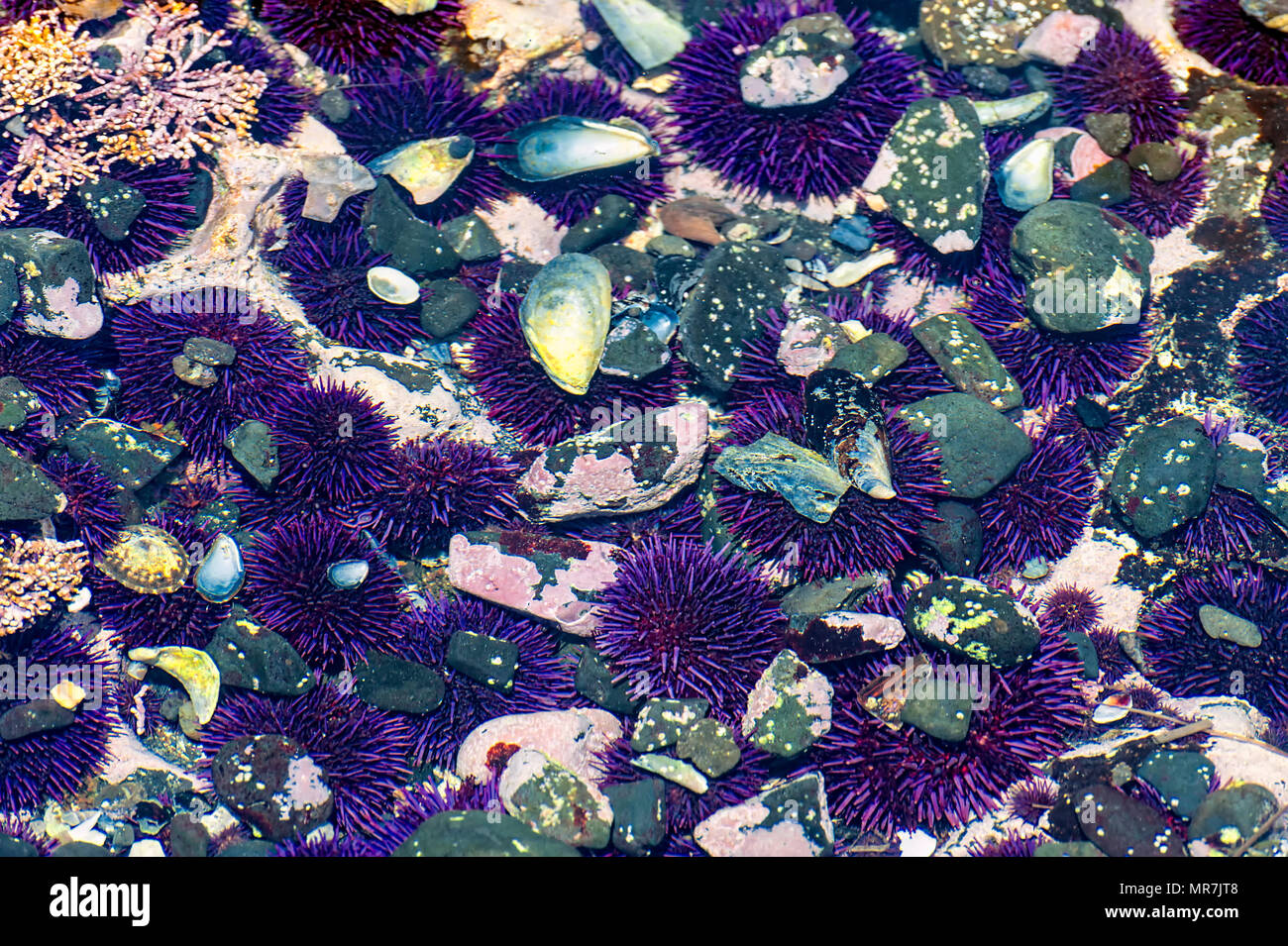 Purple sea urchins,coralline algae,rockweek, and rocks in a tidepool on ...