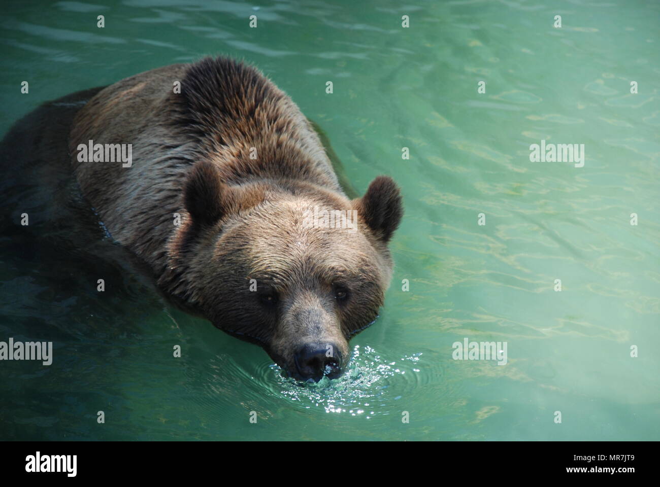 A Brown Bear (Ursus arctos) in the Bear Pit, Bern, Switzerland Stock ...