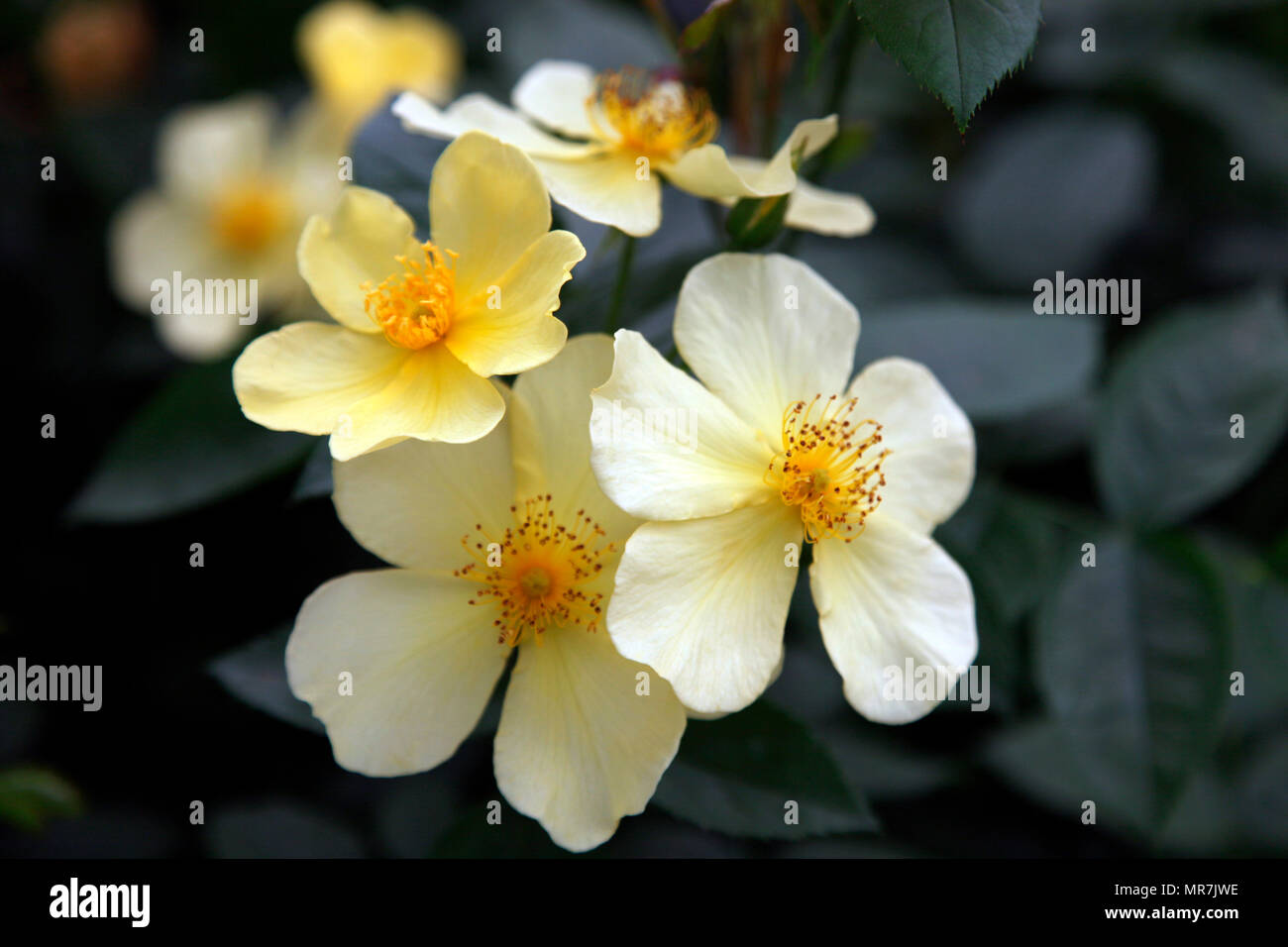 Rosa Tottering by Gently, David Austin new English Musk hybrid Stock ...