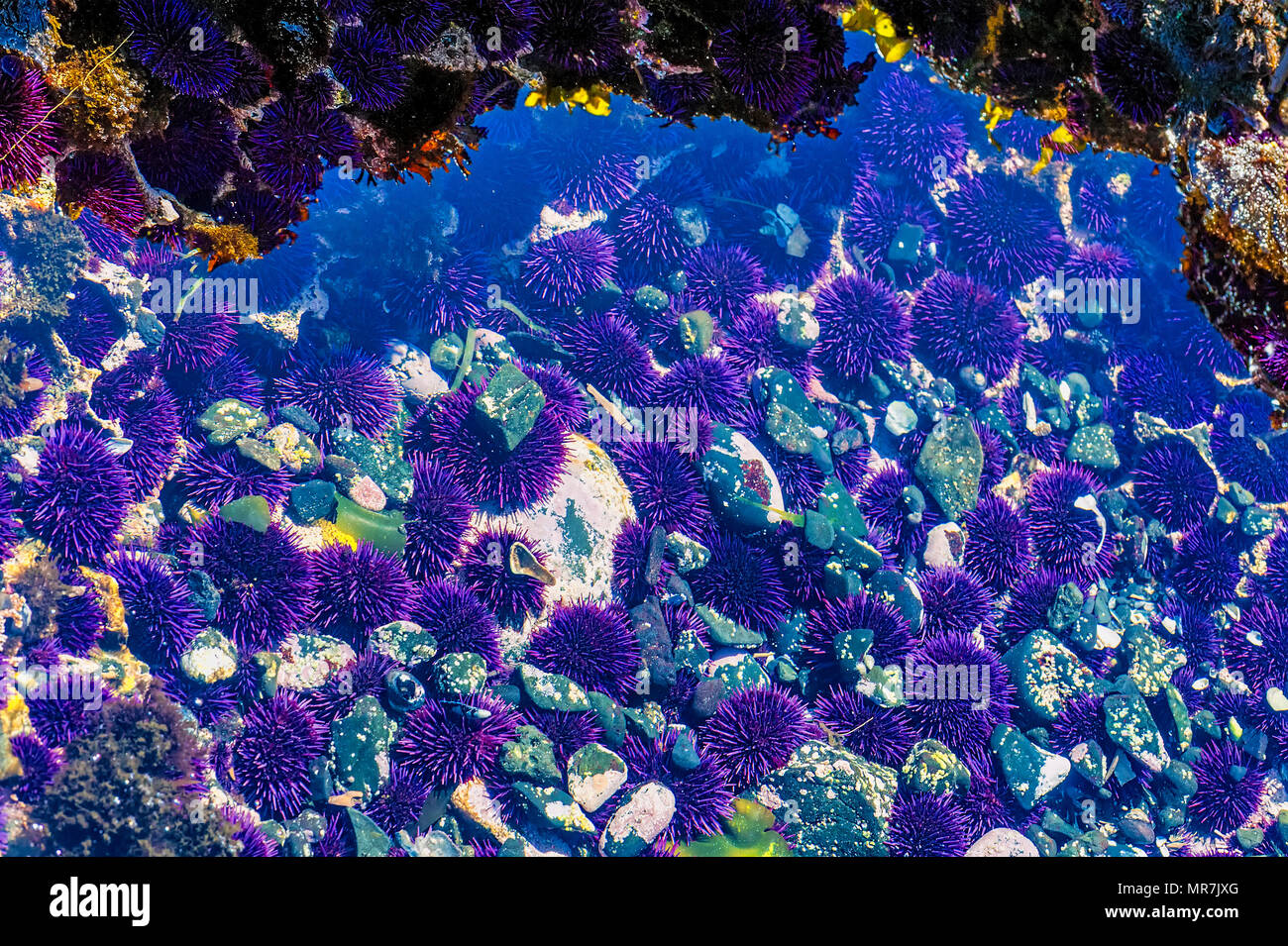 Closeup of tide pool at Yaquina Head Cobble Beach. Purple sea urchin ...
