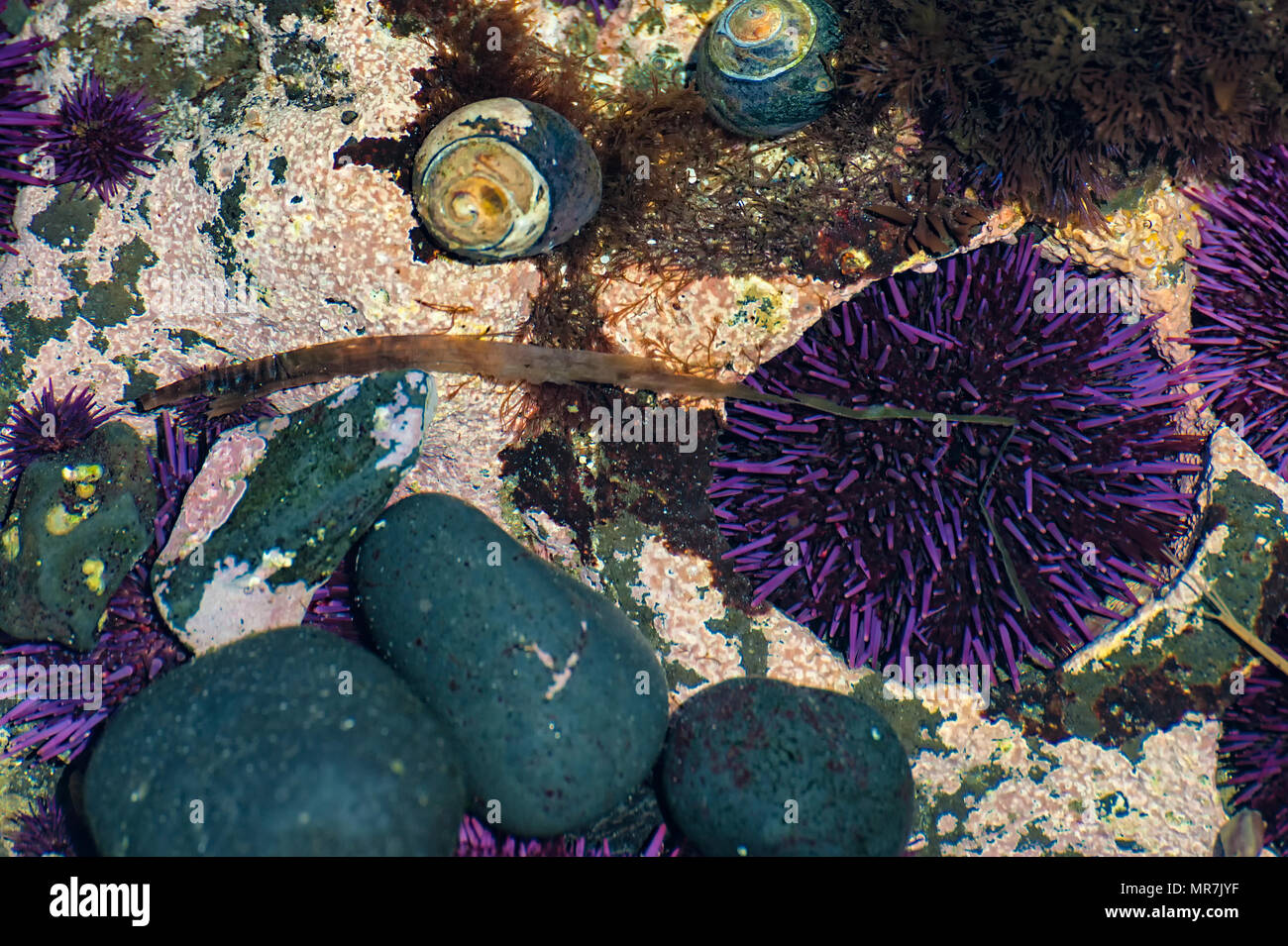 Sea urchin habitat hi-res stock photography and images - Alamy