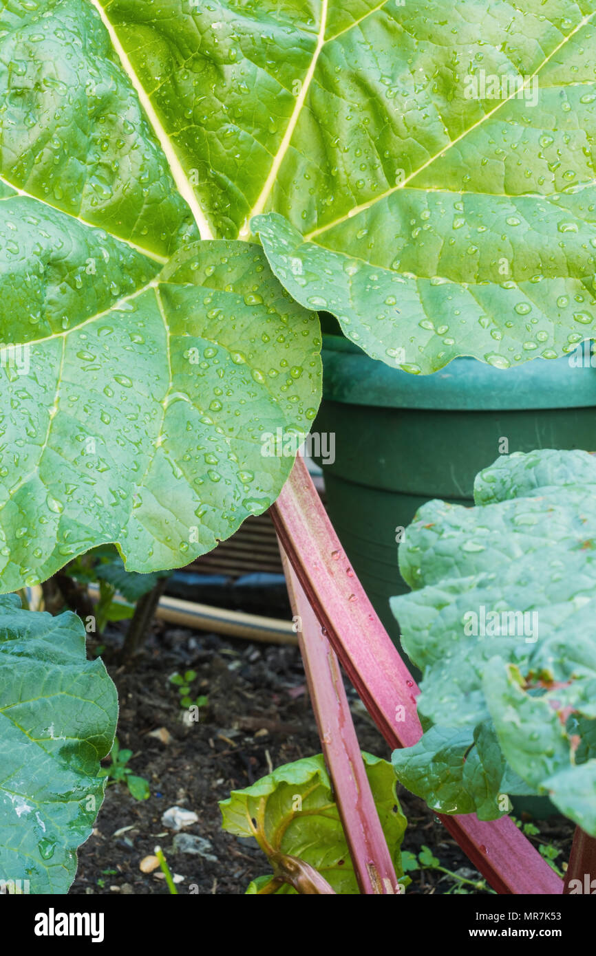 Wild Rhubarb Poisonous