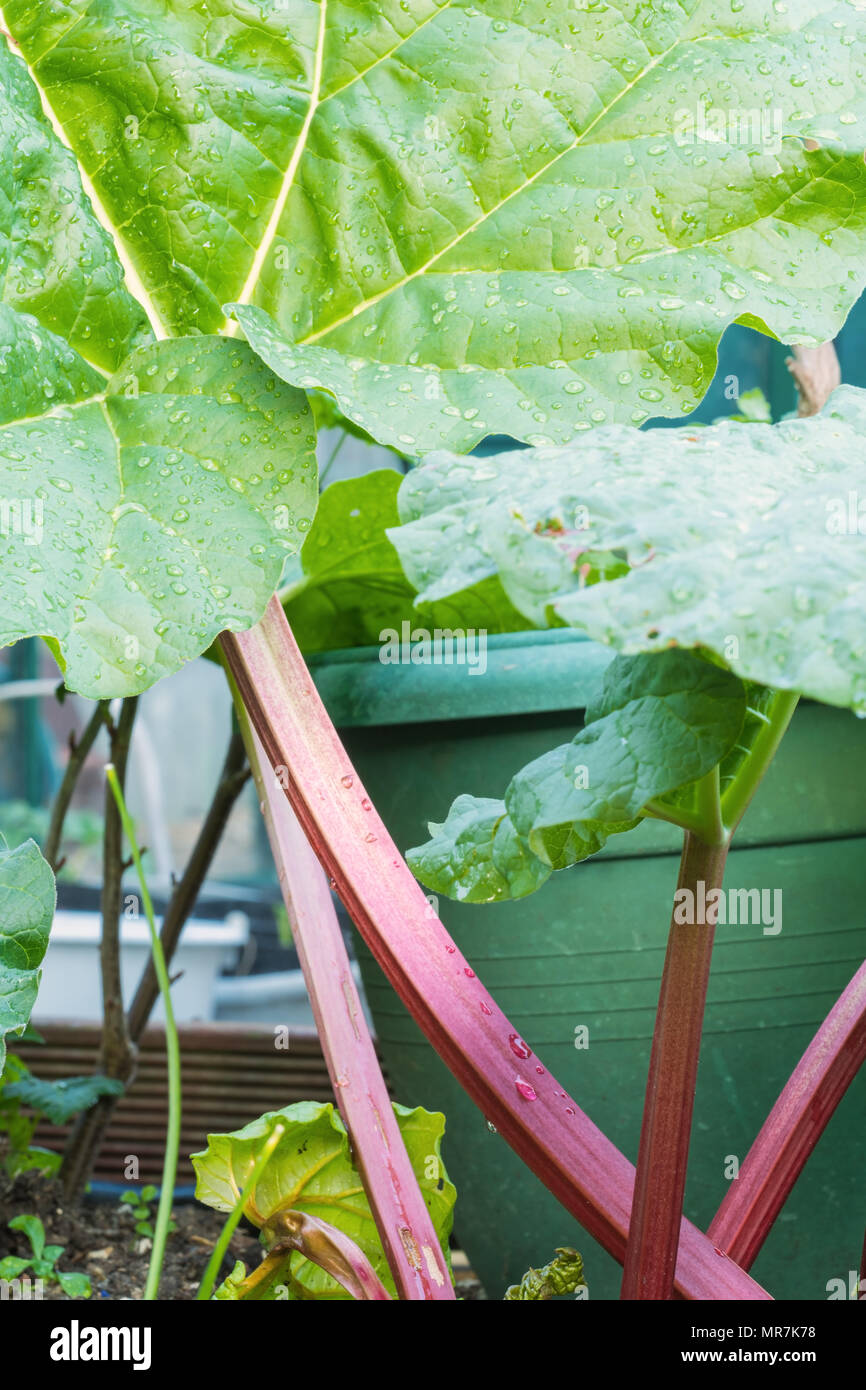 Rhubarb at the garden Stock Photo - Alamy