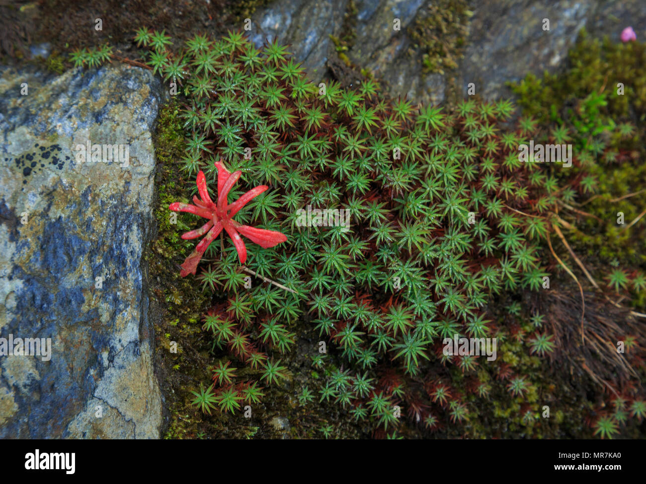 Moss growing on the wet rock - on the way to Jalori Pass (Himachal ...