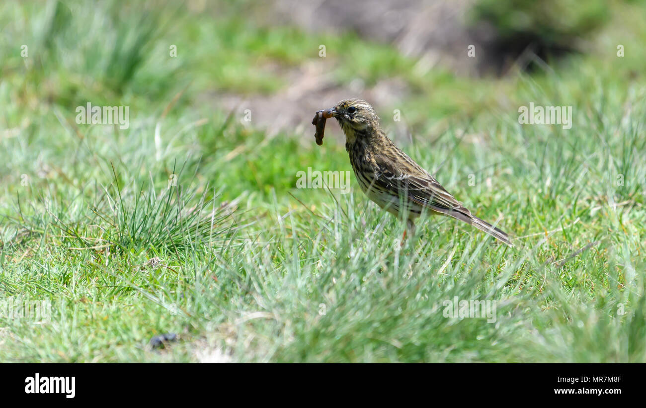 Bird caught worm hi-res stock photography and images - Alamy