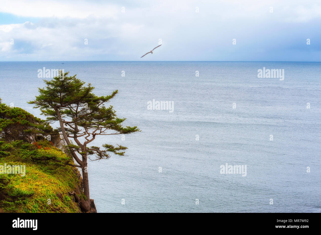 A lone tree stands along a cliff wall at Yaquina Head State Park, on ...