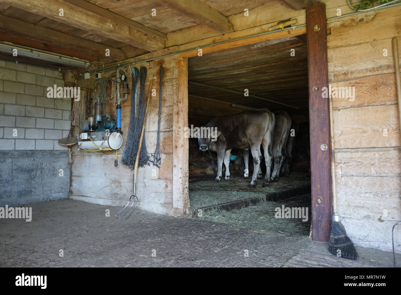 Swiss cow in stable looking over her shoulder Stock Photo - Alamy