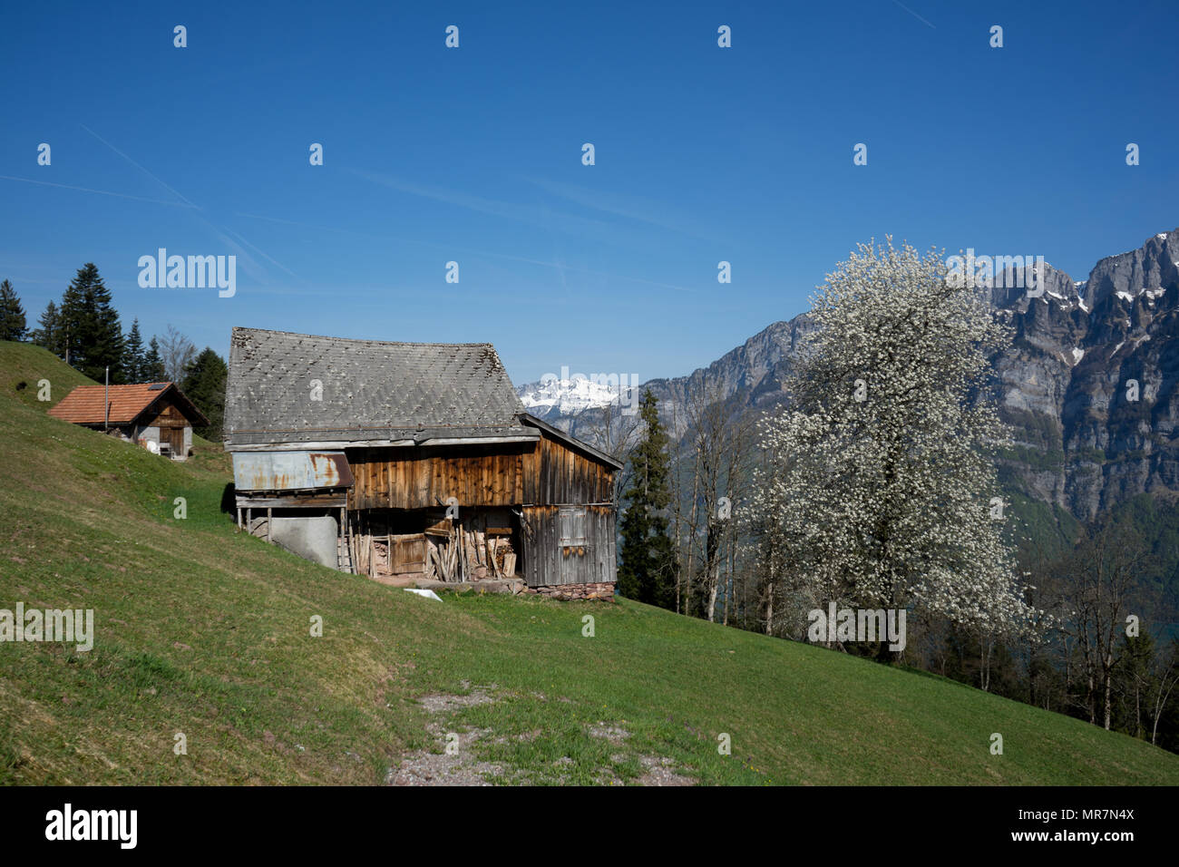 Swiss farmhouse and blossom tree with mountains in background Stock ...