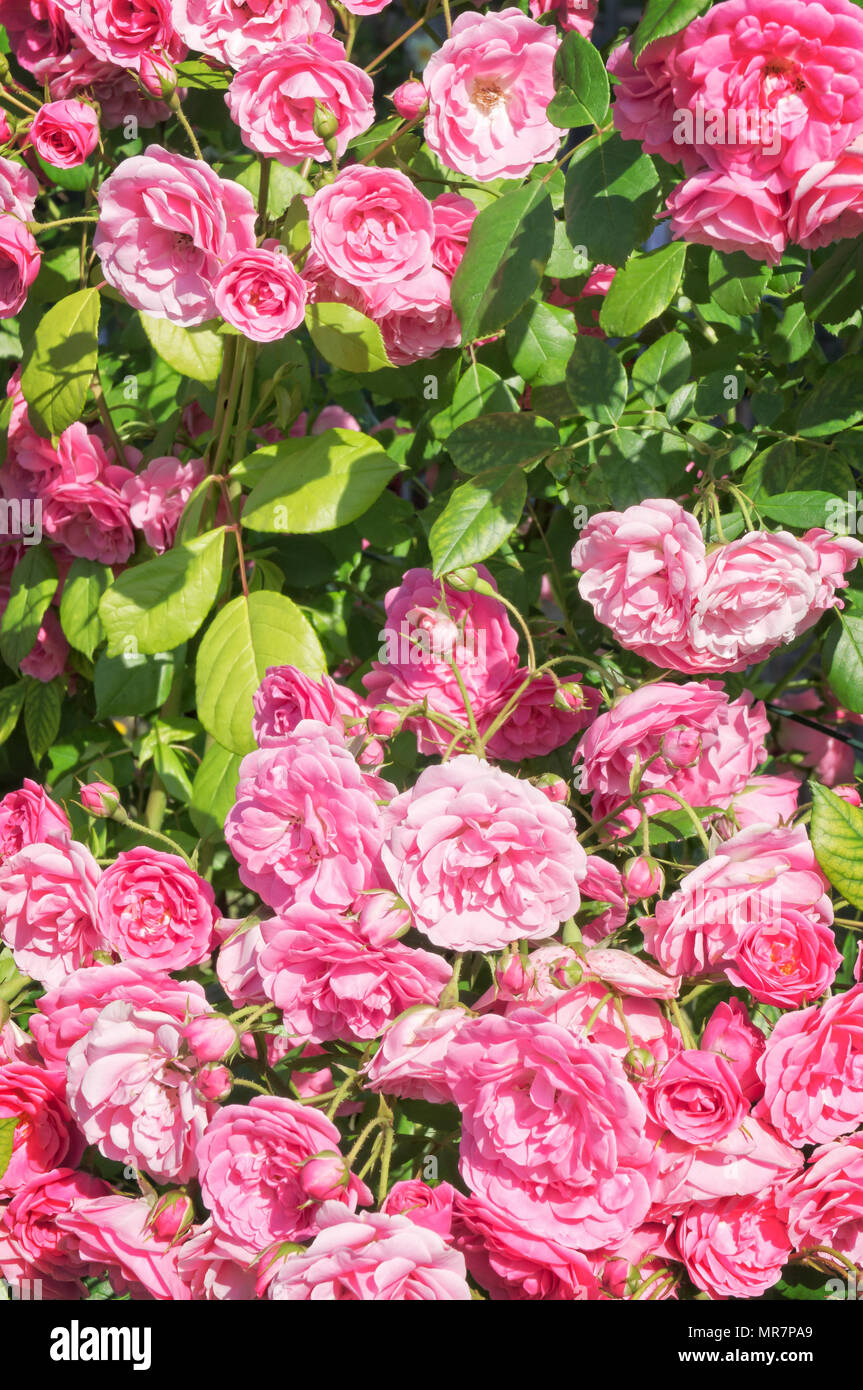 Blossom of roses of pink color background Stock Photo - Alamy